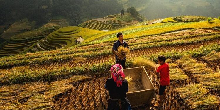 Mengapa Indonesia Disebut Sebagai Negara Agraris? Inilah Alasan dan ...